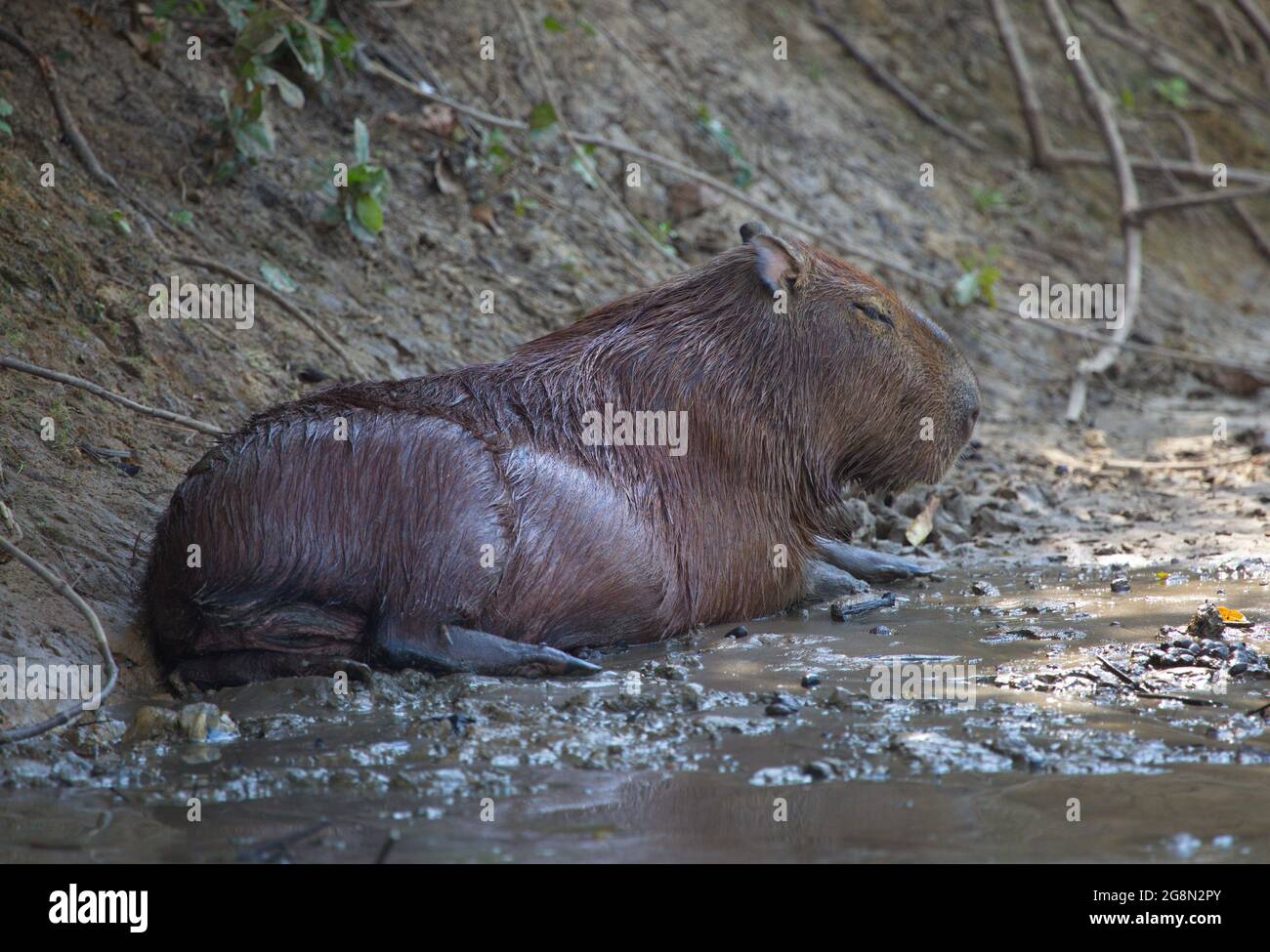 Side on portrait of Capybara (Hydrochoerus hydrochaeris) bathing in mud ...