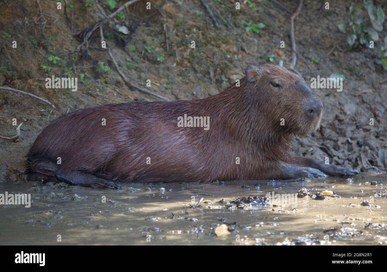 Side on portrait of Capybara (Hydrochoerus hydrochaeris) in mud bath ...