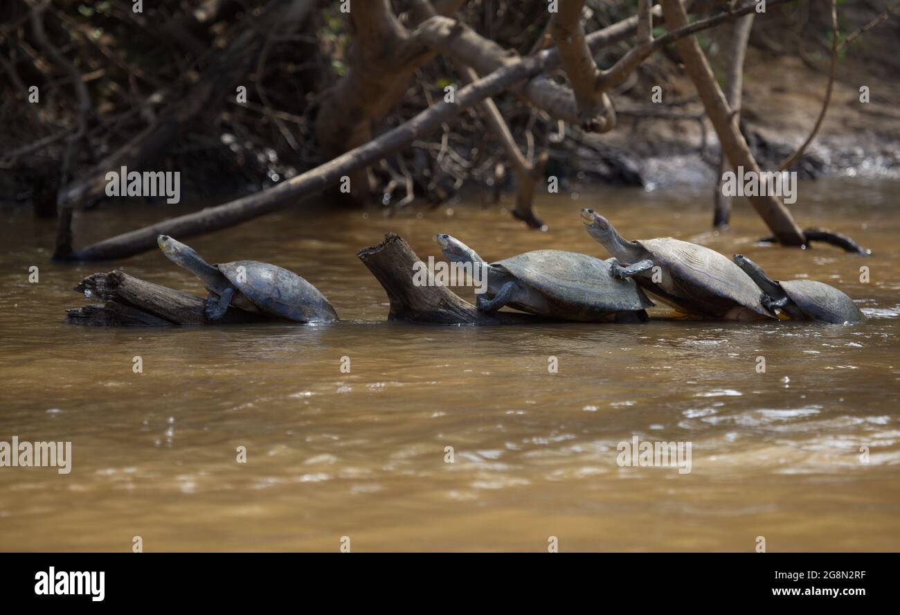 Group of Yellow-spotted river turtles (Podocnemis unifilis) floating on ...