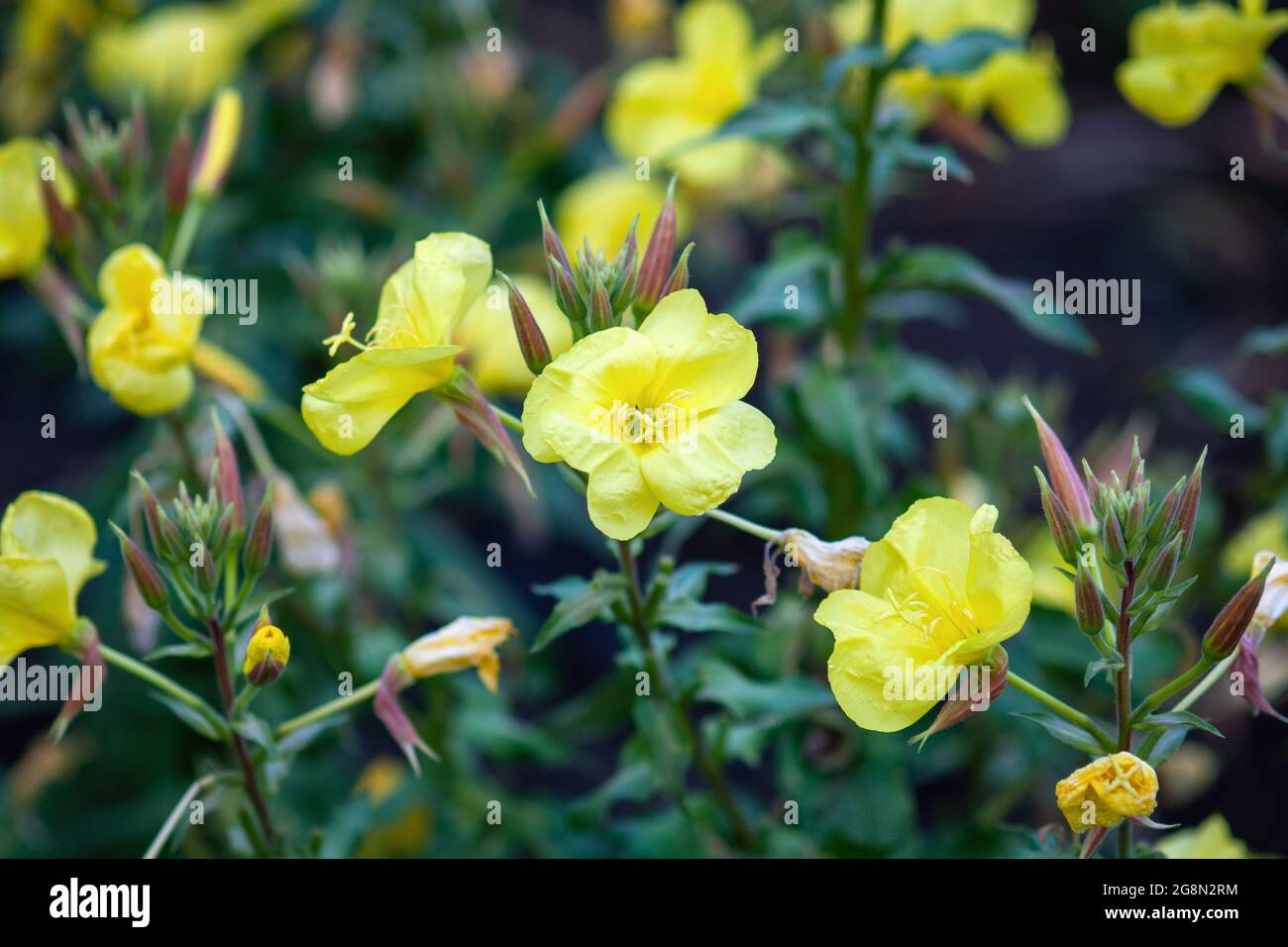 Yellow flowers of evening primrose in the garden Stock Photo - Alamy