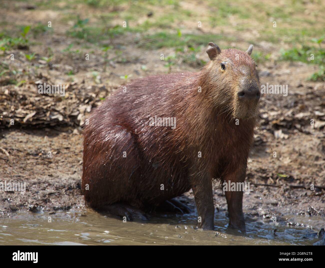 Capybara’s webbed feet hi-res stock photography and images - Alamy