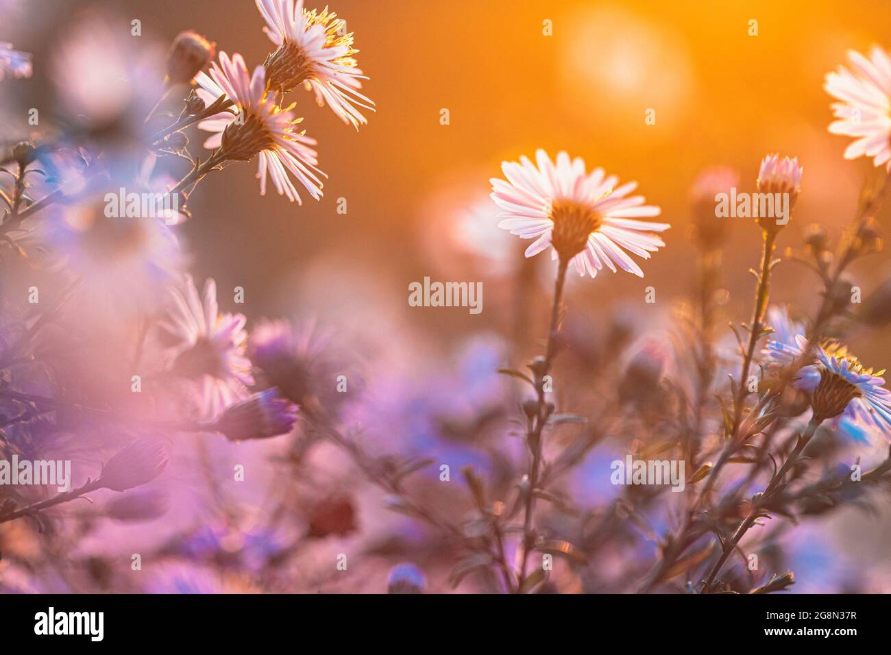 Blooming Aster Perennial Flowering Plants In The Family Asteraceae ...