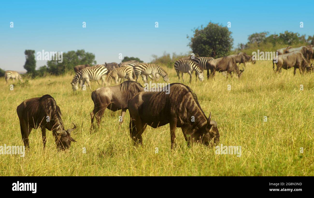 Wildebeest and Zebras grazing at Tsavo National Park, Kenya Stock Photo ...