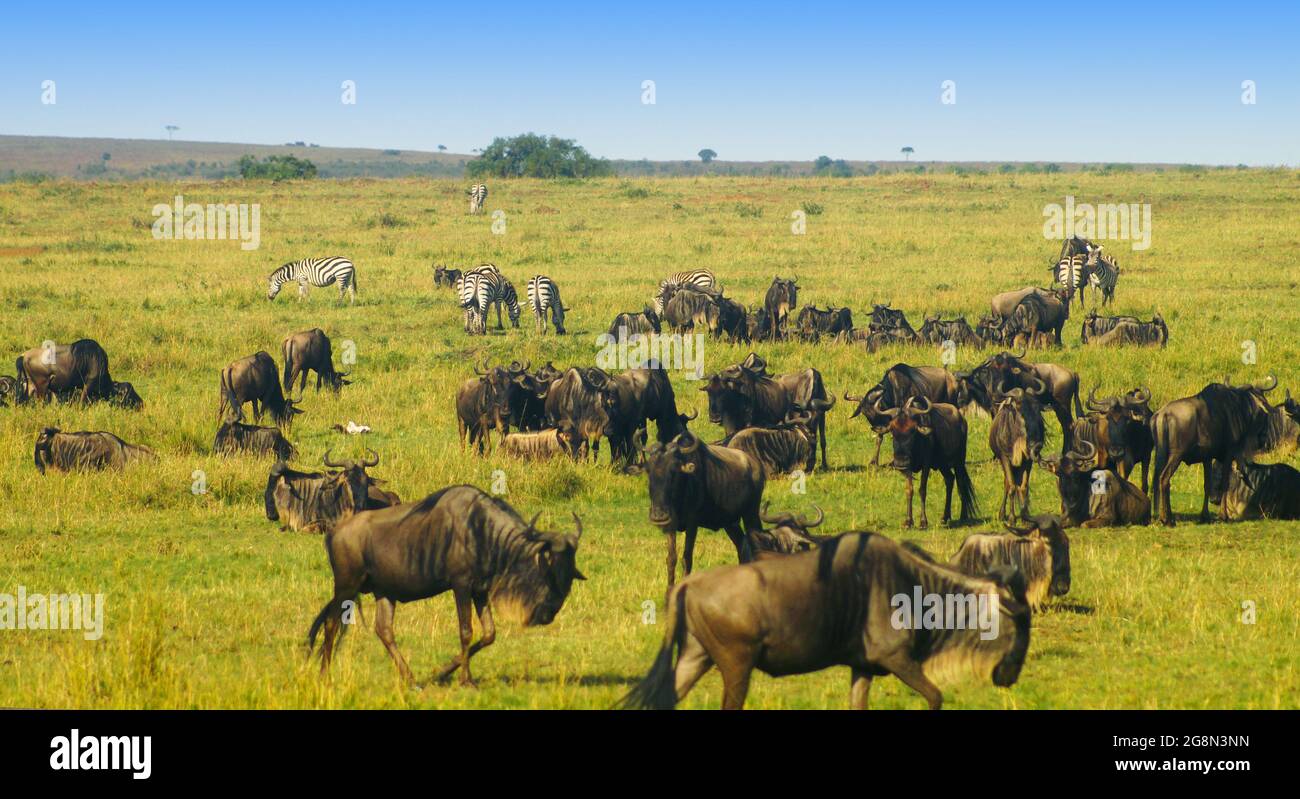 Wildebeest and Zebras grazing at Tsavo National Park, Kenya Stock Photo ...