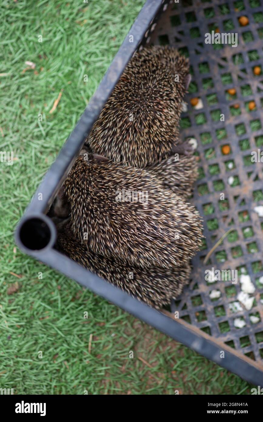 many hedgehogs in the box are sleeping Stock Photo - Alamy