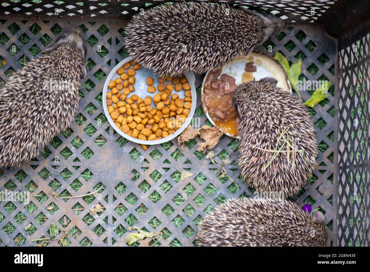 four hedgehogs in a box are eating food Stock Photo - Alamy