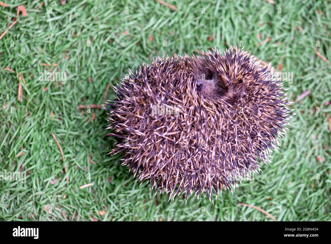 top view of a spiny hedgehog curled up into a ball Stock Photo - Alamy