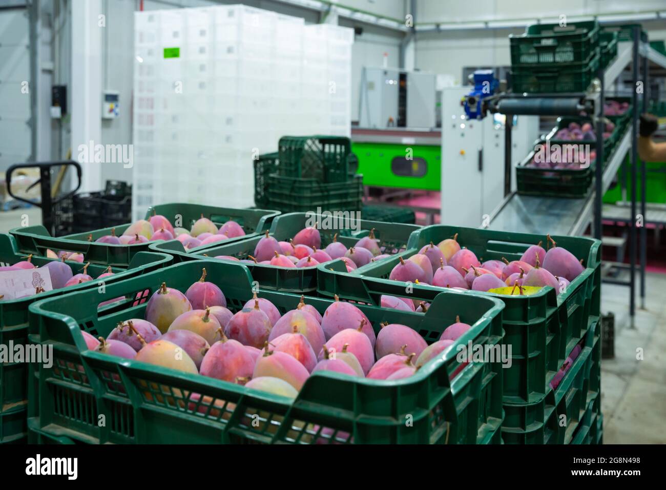 Mango in crates in fruit packaging warehouse Stock Photo - Alamy