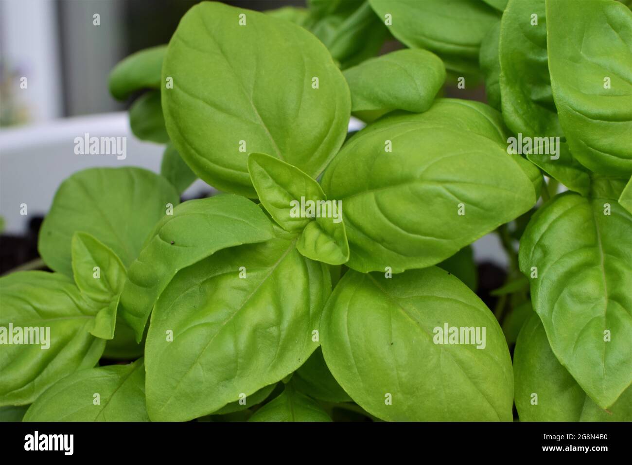 Close up of basil against a blurred background Stock Photo - Alamy