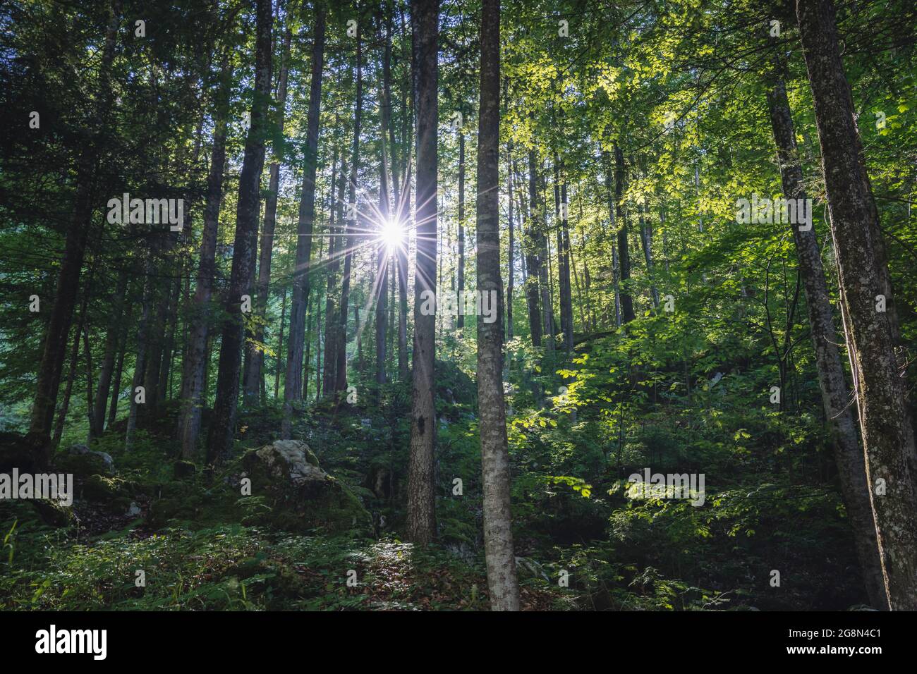 Burst of sunshine through leaves hi-res stock photography and images ...
