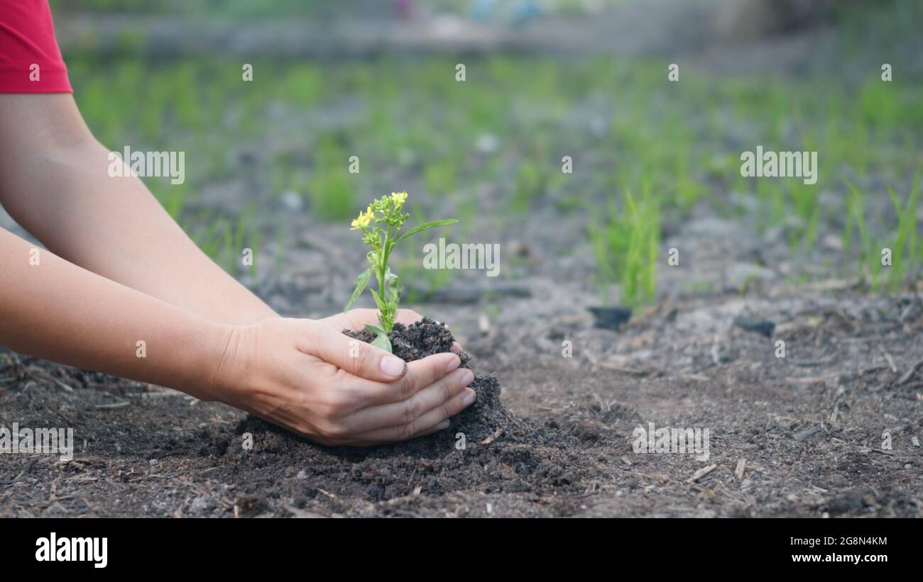 Woman hand hold planting growing a tree in soil on the garden. Female ...