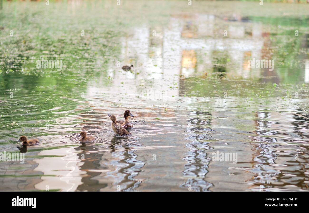 Vertical shot ducks swimming hi-res stock photography and images - Alamy