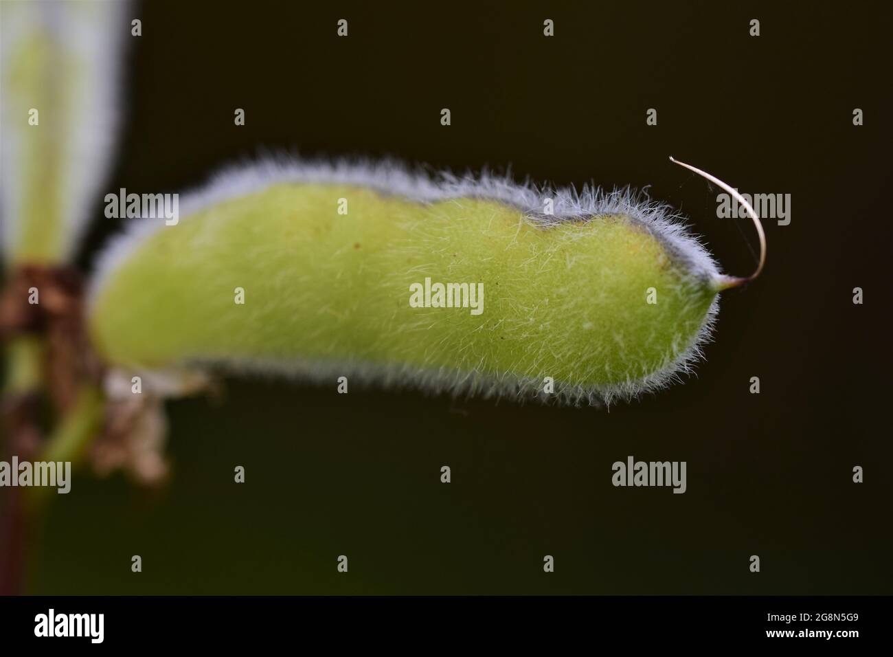 Close up of a green wet ripe lupine pod in the rain against a blurred ...