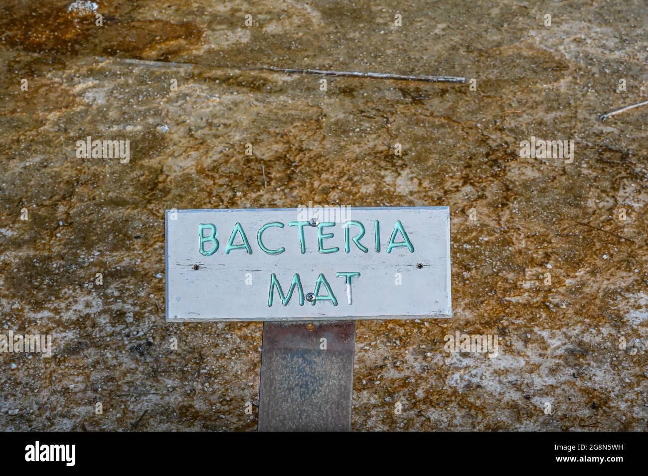 Bacteria mat hi-res stock photography and images - Alamy