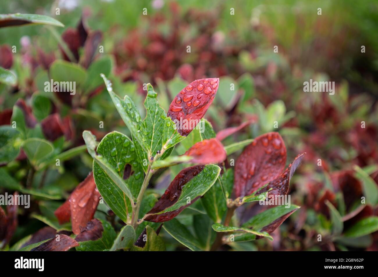 shrub with green leaves turning red Stock Photo - Alamy