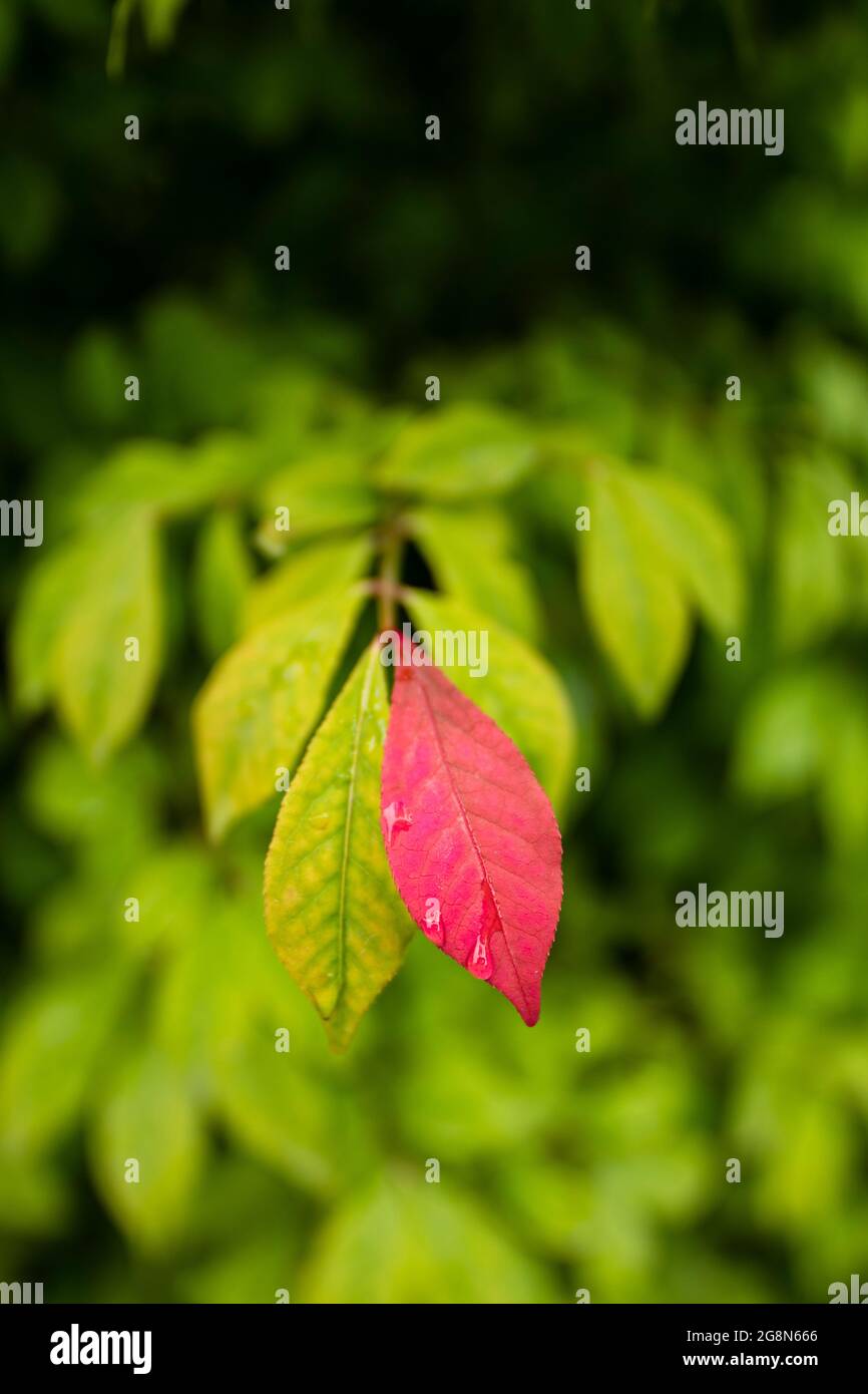 green leaves with a single red leaf Stock Photo - Alamy