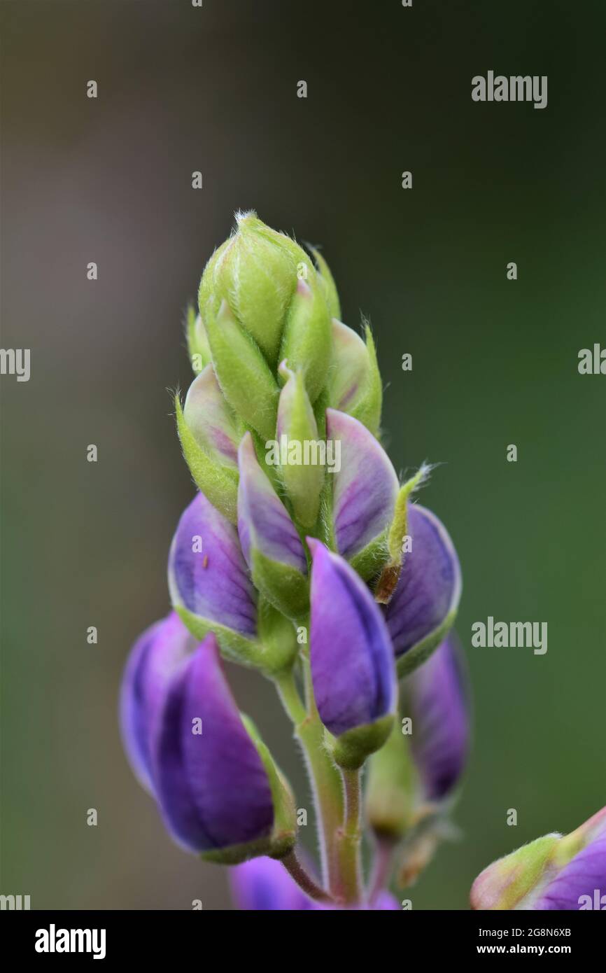 Close up of colorful purple lupin against a green background Stock ...