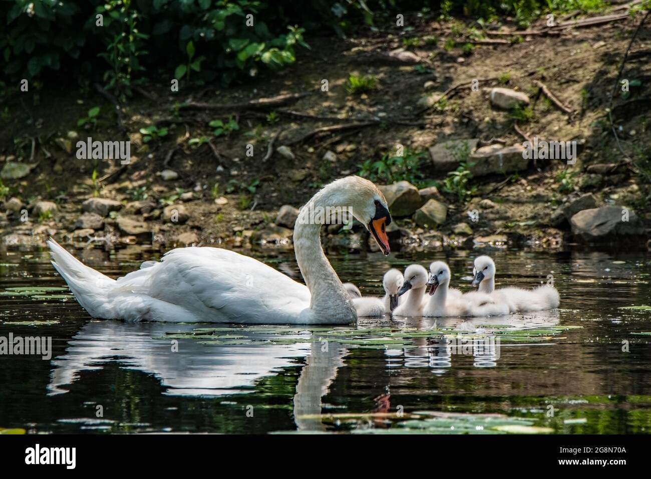White swan swimming cygnets hi-res stock photography and images - Alamy