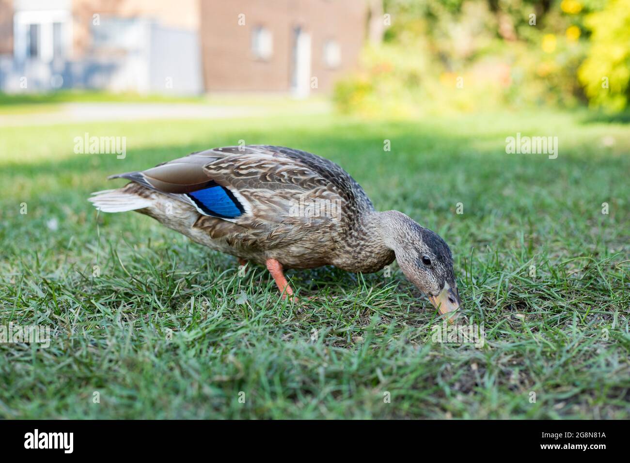 Ducklings in the yard hi-res stock photography and images - Alamy