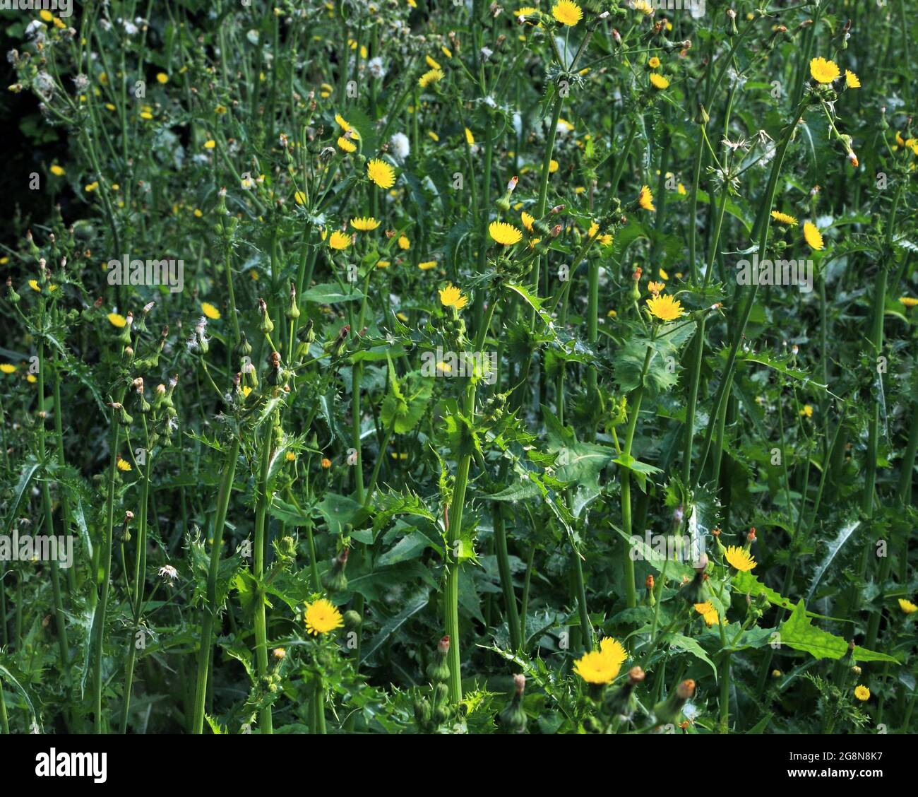 Overgrown weeds and garden hi-res stock photography and images - Alamy