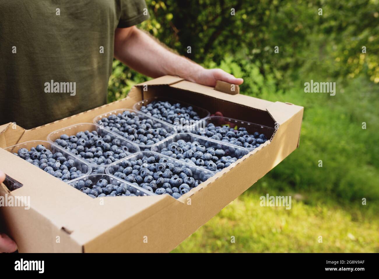 Close up hand picking blueberry hi-res stock photography and images - Alamy