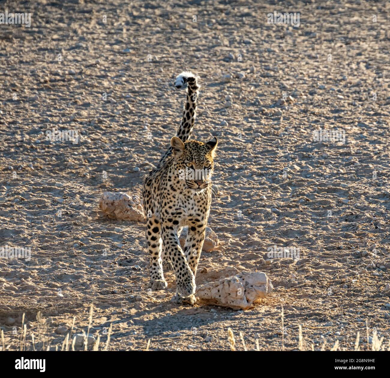 A female Leopard in Southern African savannah Stock Photo - Alamy