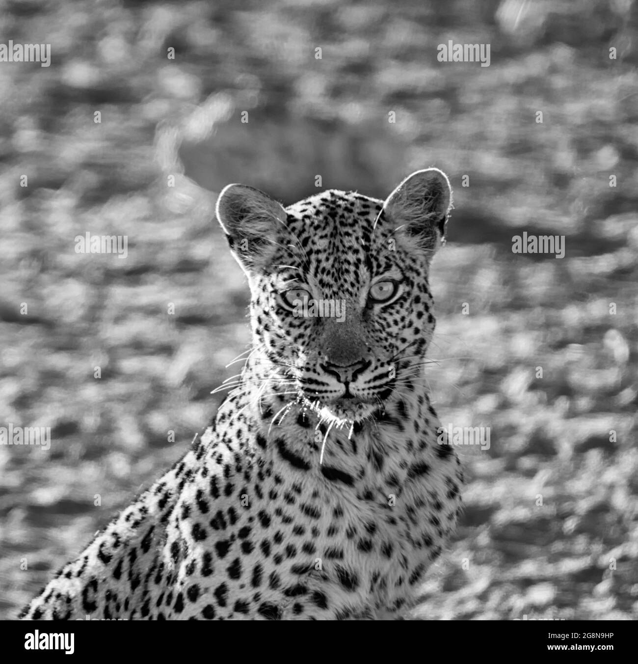 Female leopard Black and White Stock Photos & Images - Alamy
