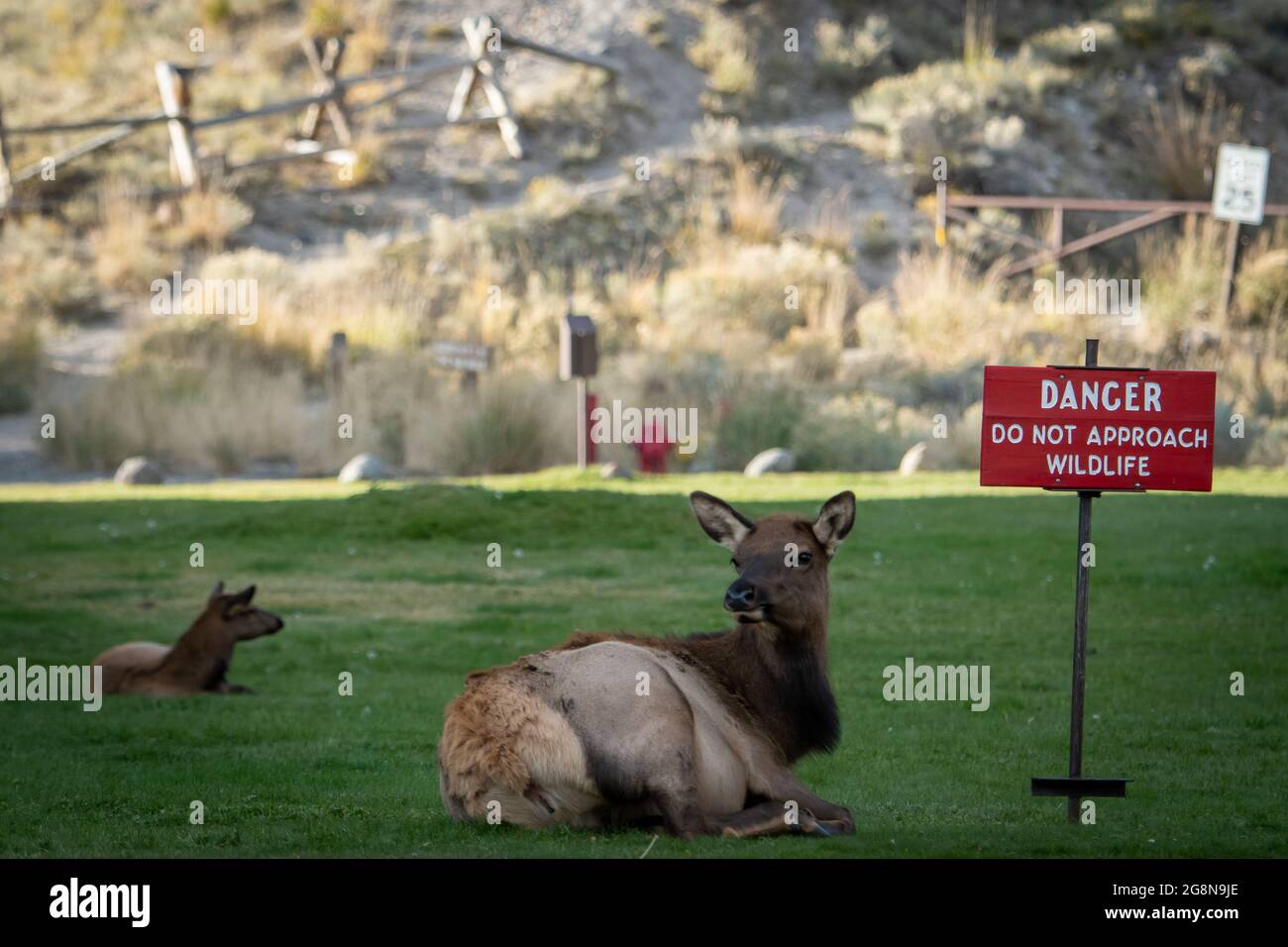 A female elk rests by a posted sign warning about dangers of wildlife ...