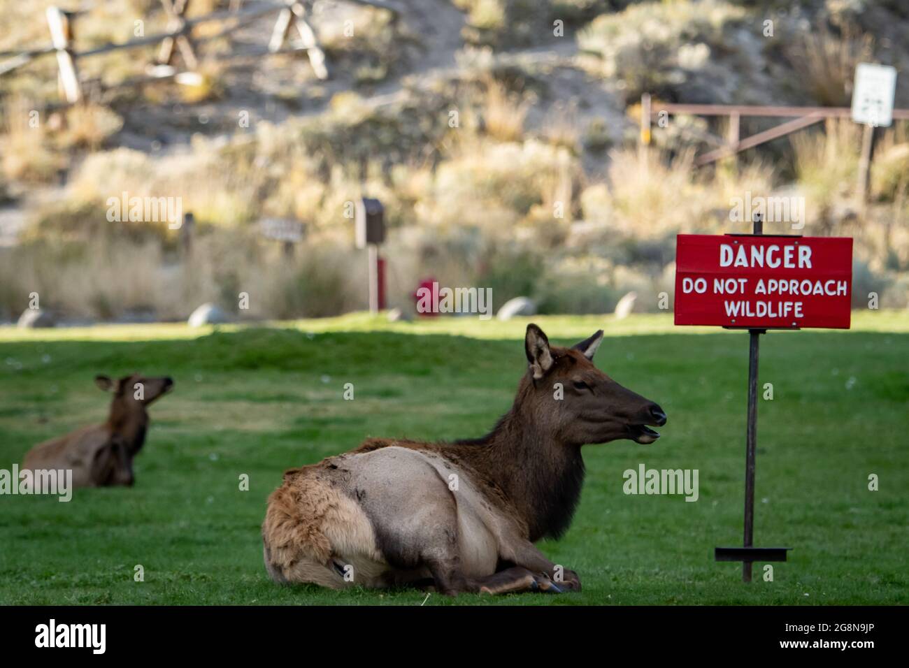 Dangers to wildlife hi-res stock photography and images - Alamy