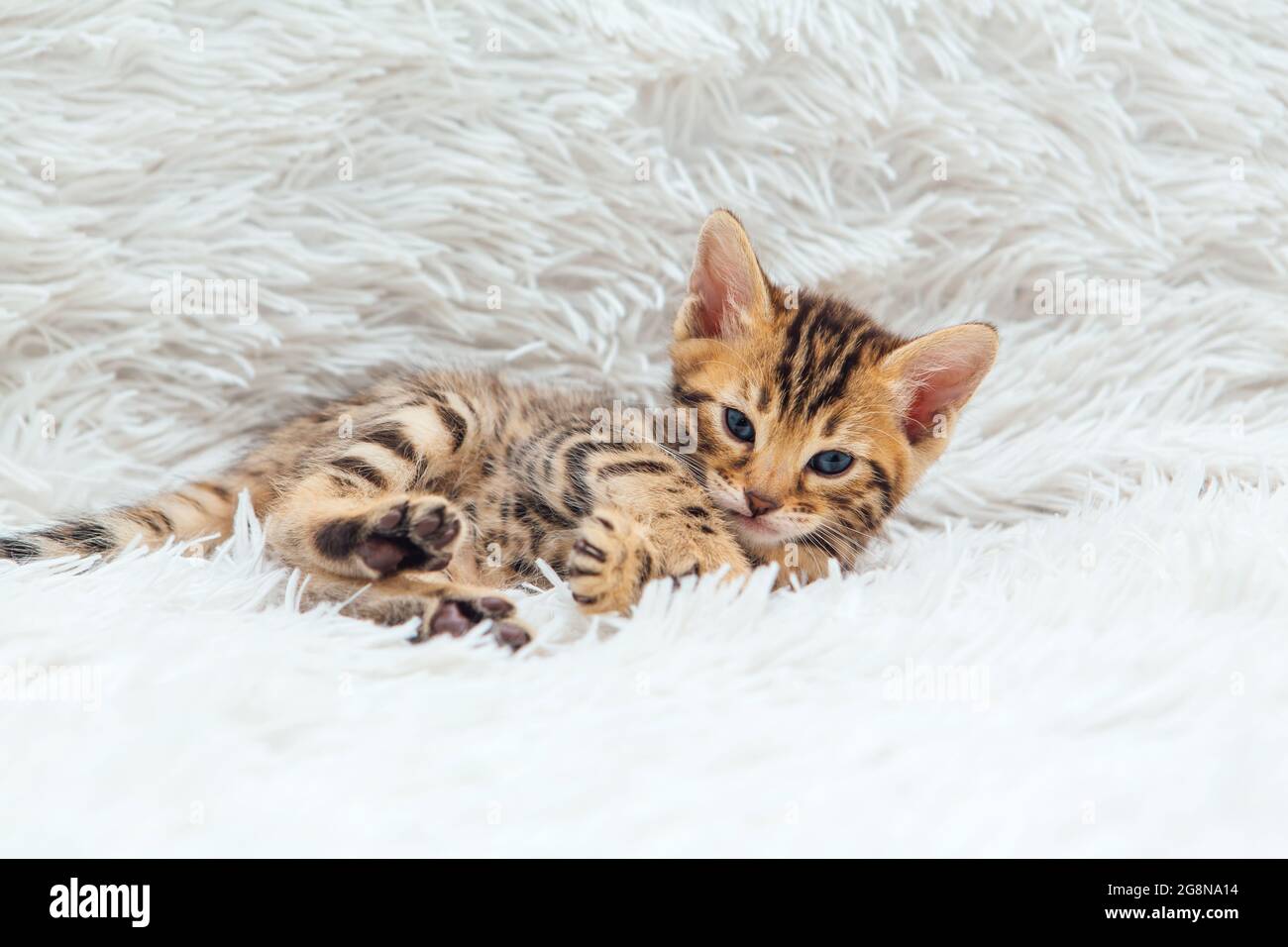 Cute bengal one month old kitten on the white fury blanket close-up ...