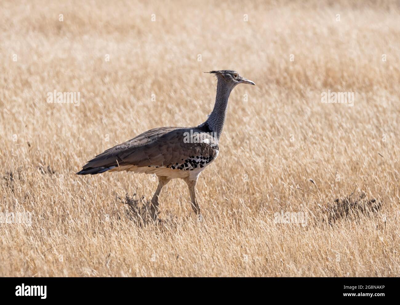 Southern black bustards hi-res stock photography and images - Alamy