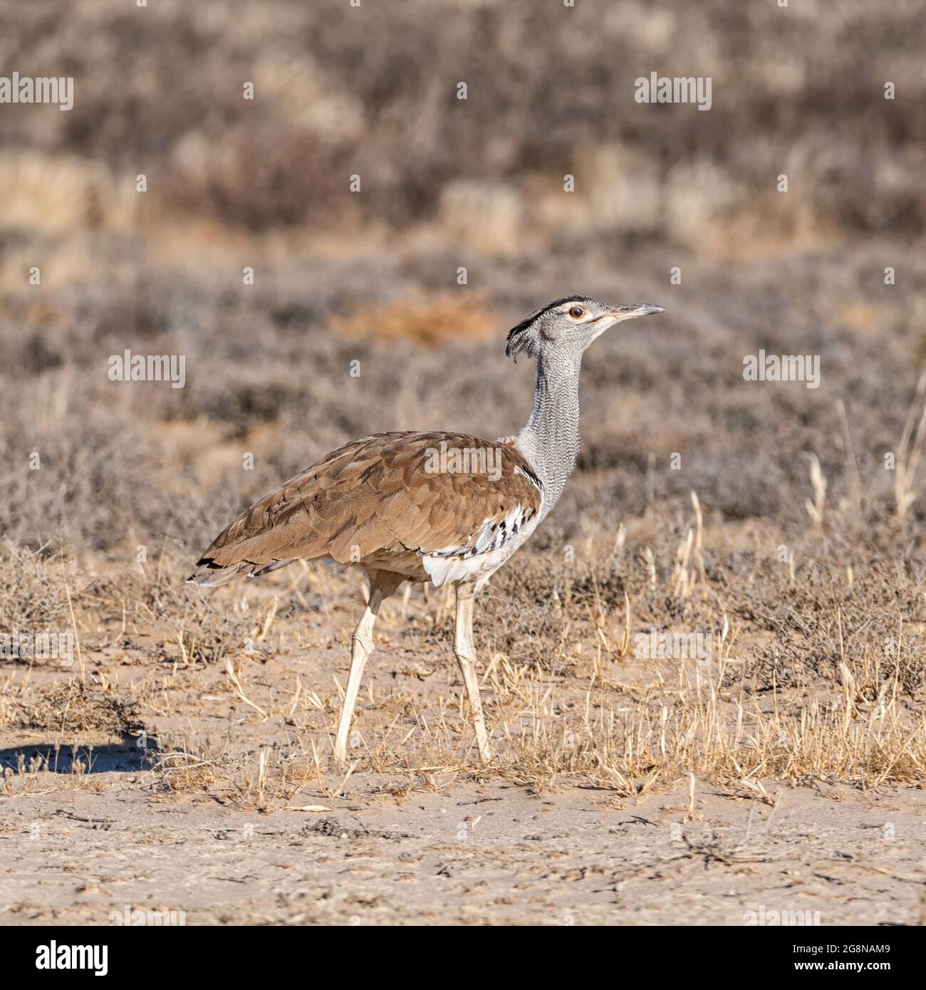 Southern black bustards hi-res stock photography and images - Alamy
