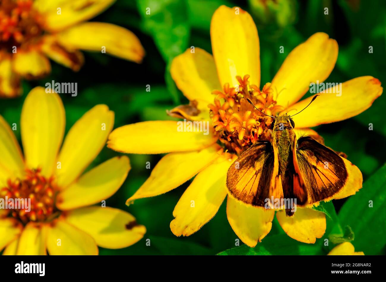 A fiery skipper butterfly (Hylephila phyleus) feeds on a yellow daisy ...
