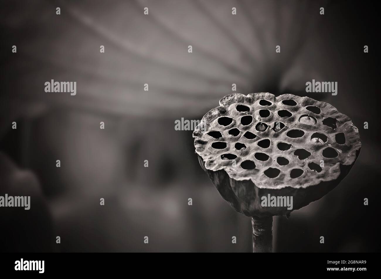 Lotus seed pod hi-res stock photography and images - Alamy