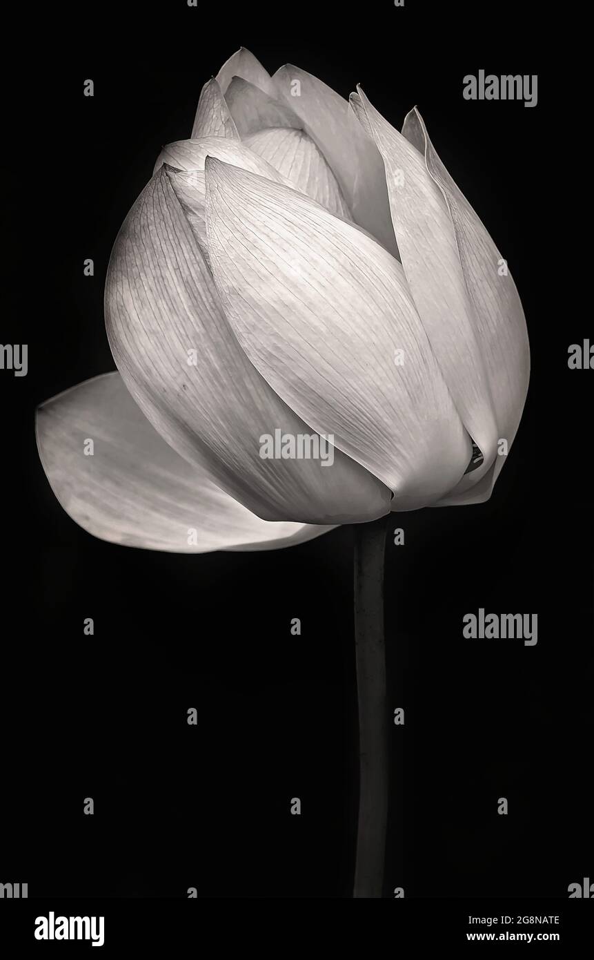 A lotus flower (Nelumbo nucifera) blooms in the Charles Wood Japanese ...