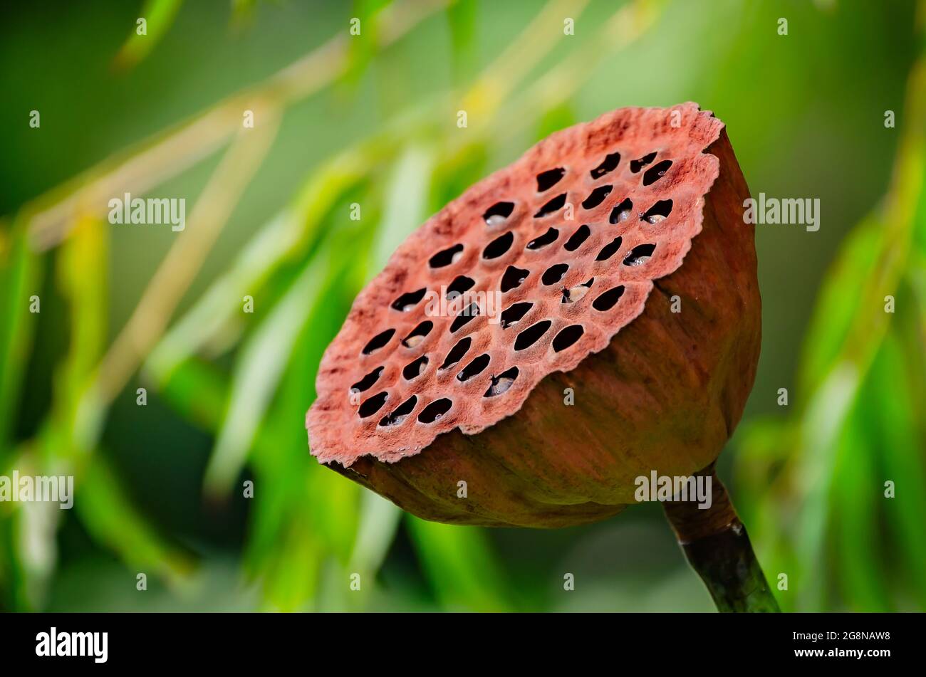 Dried Lotus Seed Pods