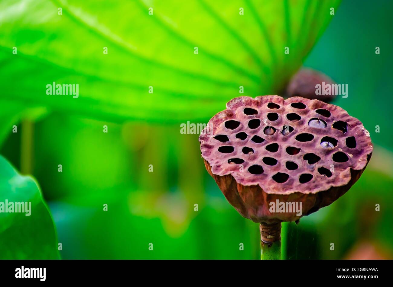 Lotus seed pod hi-res stock photography and images - Alamy