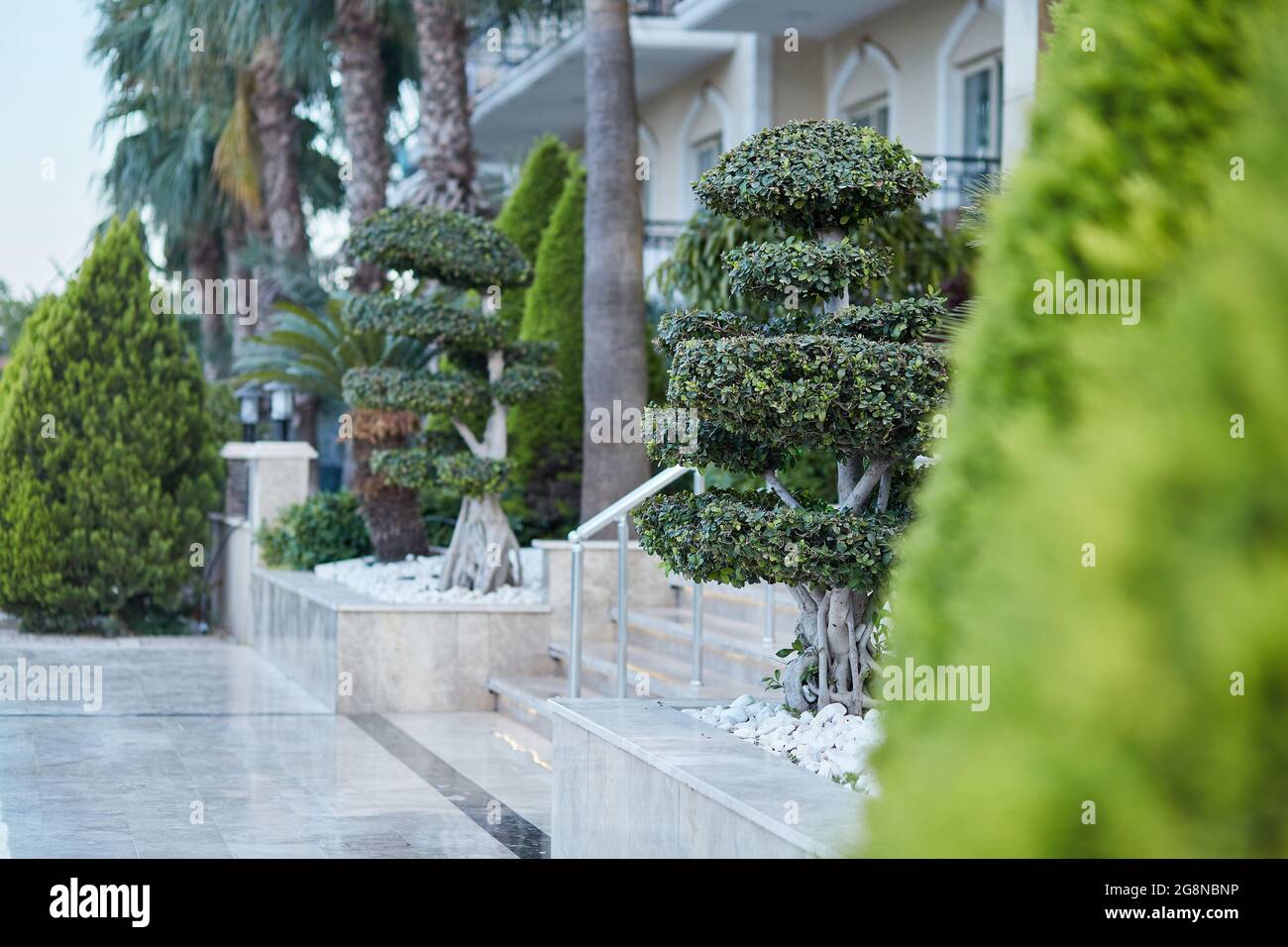 Decorative trees and palm tree. Tourism, resort concept. Trendy hotel ...