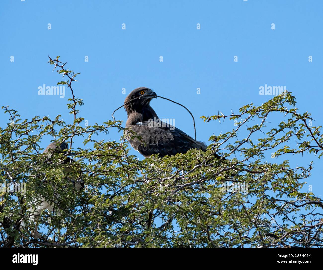 A Black-chested Snake Eagle perched in a tree with a twig in it's beak ...