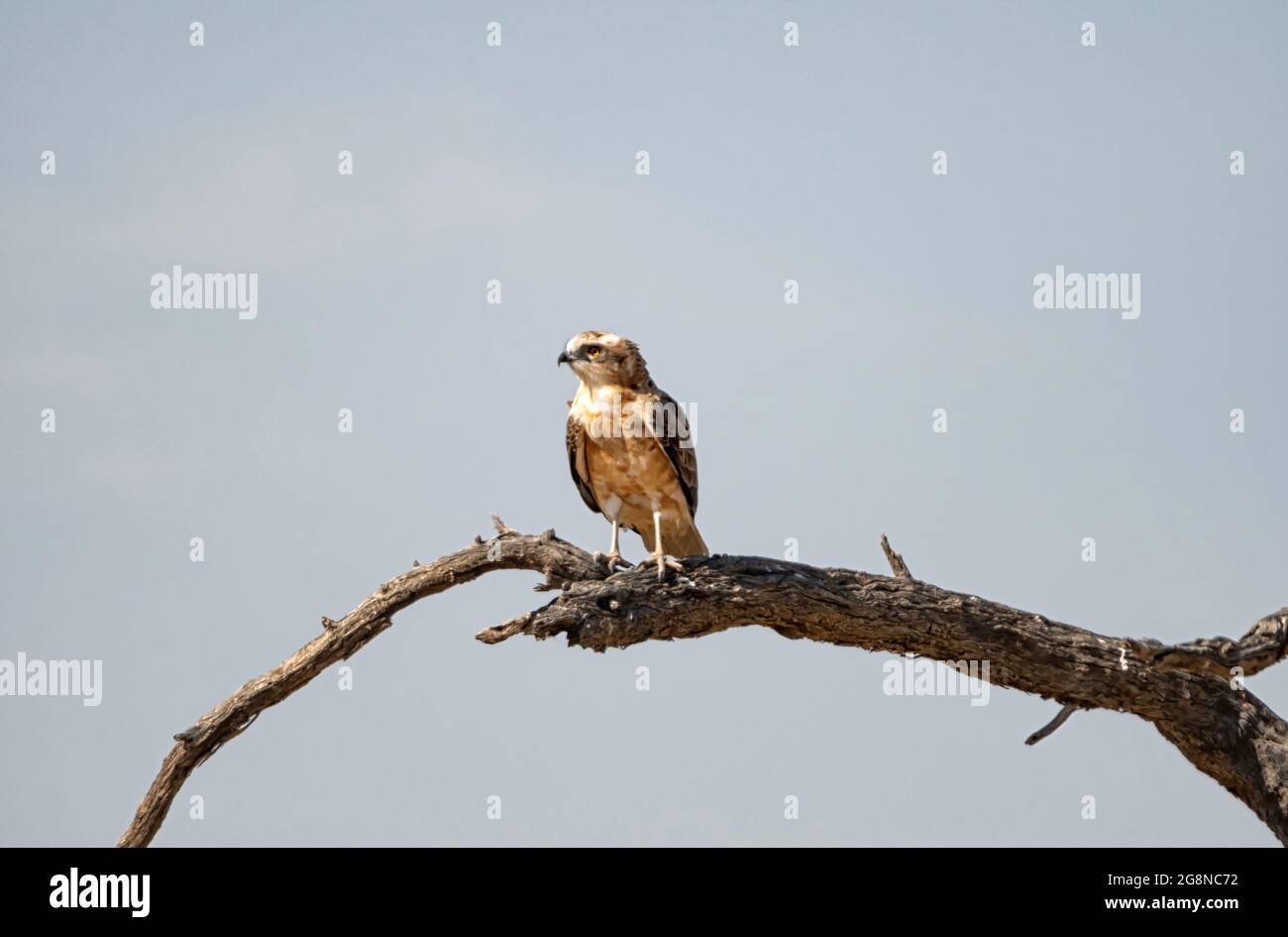 A juvenile Black-chested Snake Eagle perched in a tree in Southern ...
