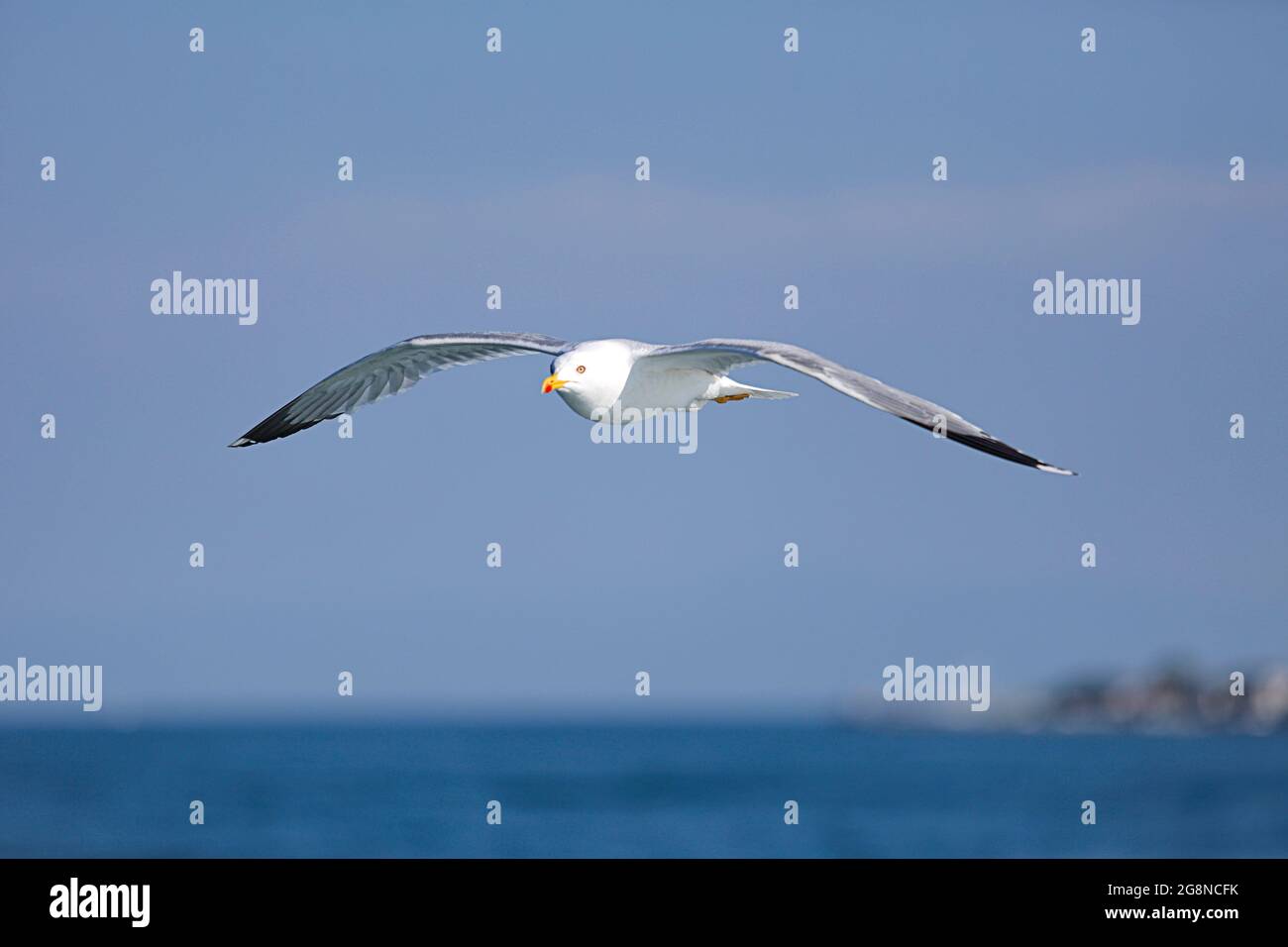 Sea Seagull, White Seagulls, Flying Seagull Stock Photo - Alamy