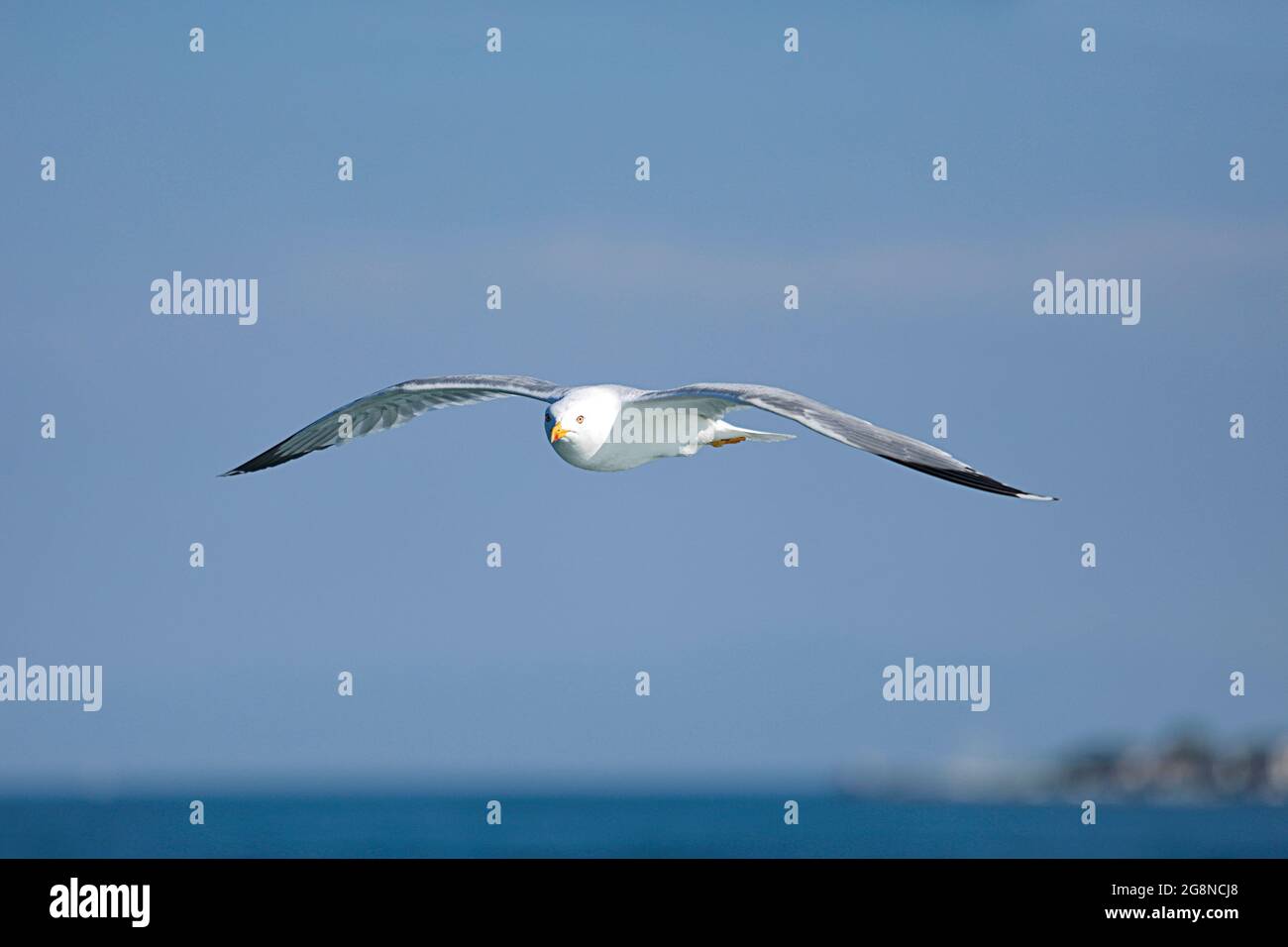 Sea Seagull, White Seagulls, Flying Seagull Stock Photo - Alamy