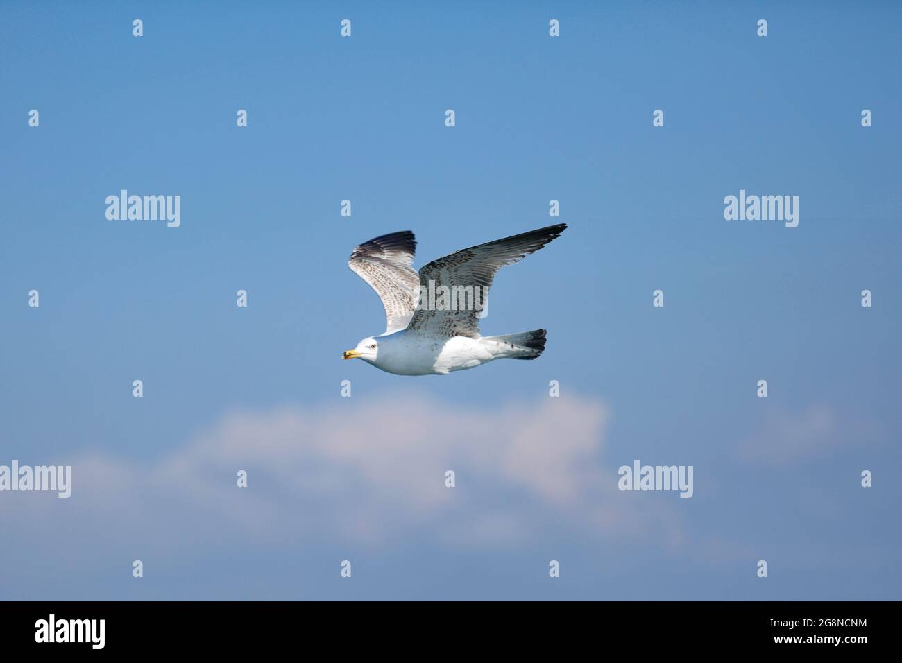 Sea Seagull, White Seagulls, Flying Seagull Stock Photo - Alamy