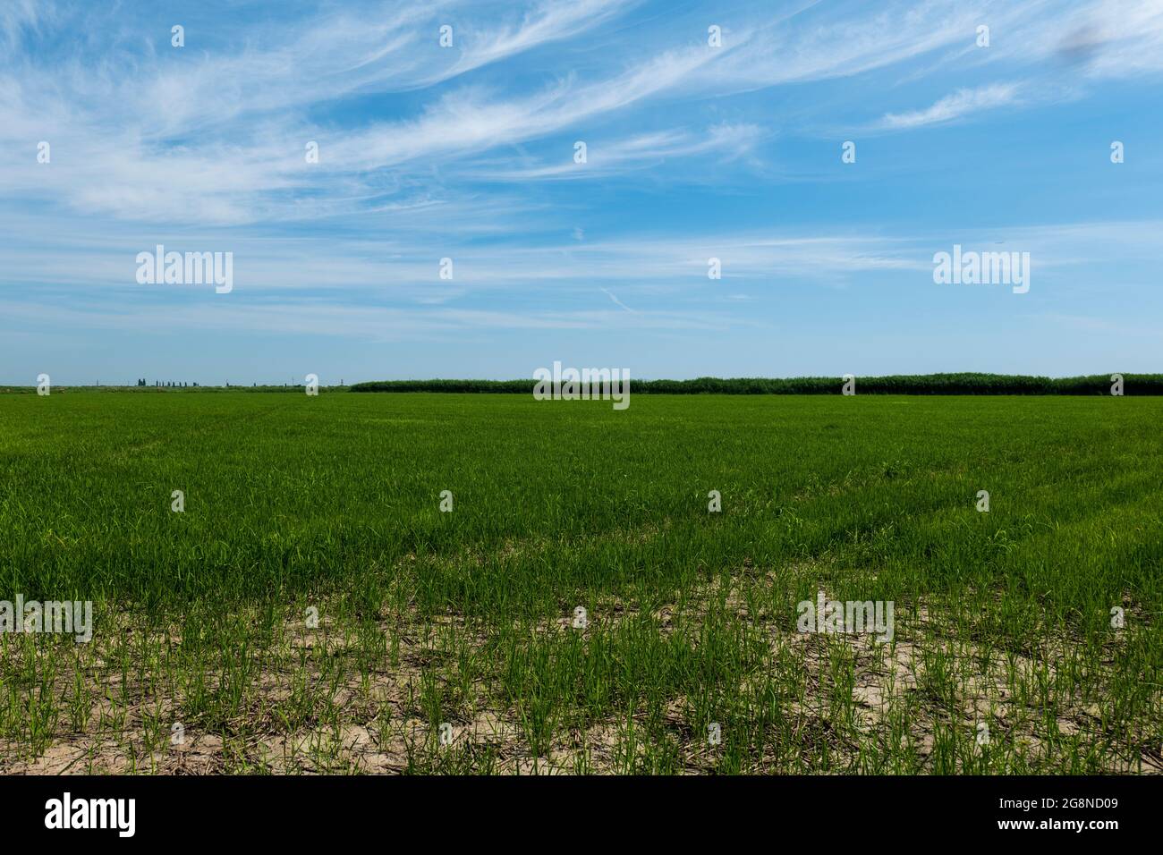 A large green field trees grow in the distance. Many plants. Summer ...