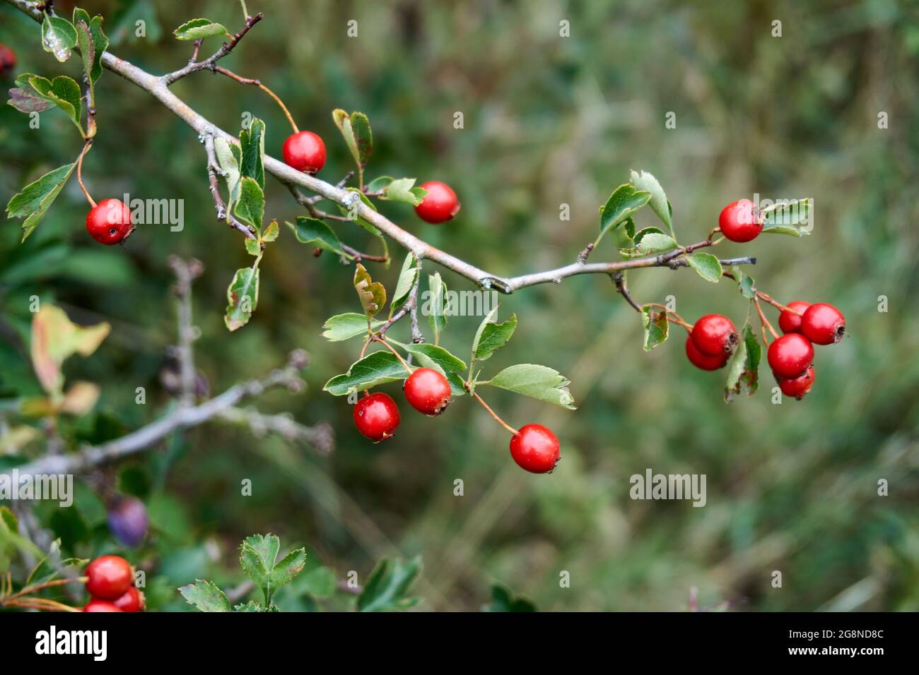 Briar, wild rose hip shrub in nature Stock Photo - Alamy