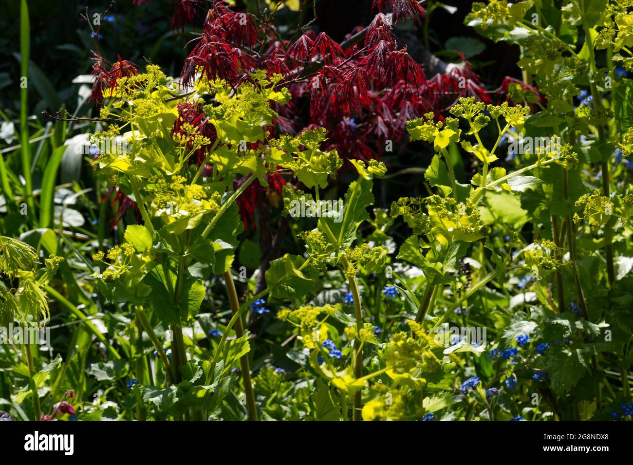 Smyrnium perfoliatum, red acer palmatum dissectum rubra and forget-me ...