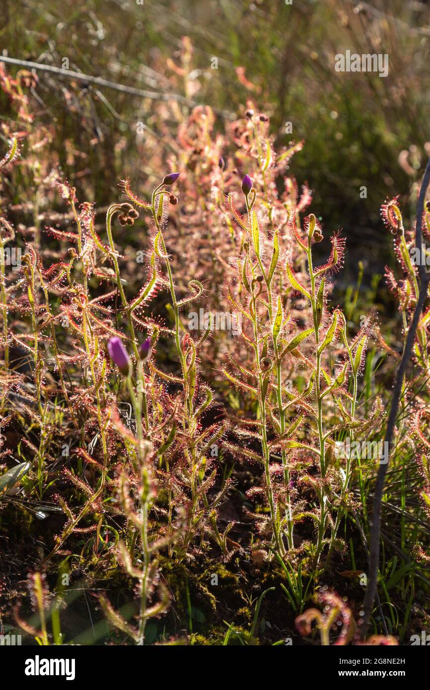 South African Wildflower: Group of he sundew Drosera liniflora in ...