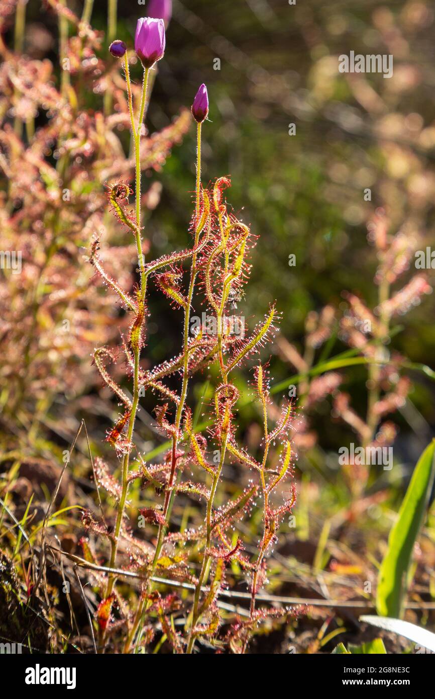 Carnivorous plants: Drosera liniflora (Sundew) seen in natural habitat ...