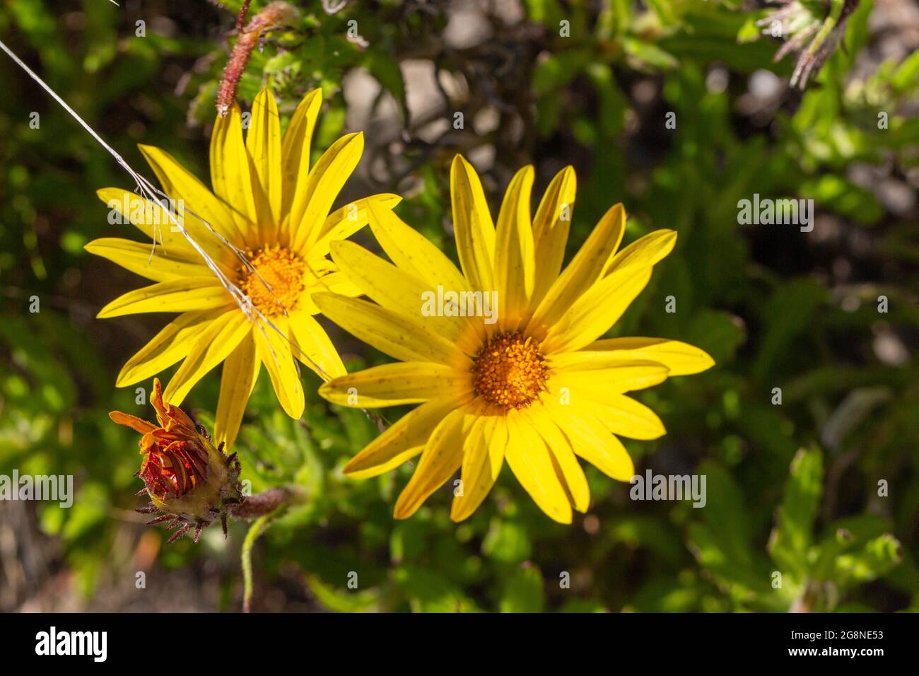 Yellow flower of an Euryops sp. seen in Bain's Kloof in the Western ...