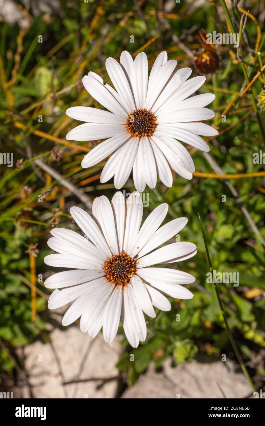 Two white flowers of a Dimorphotheca seen in natural habitat in the ...